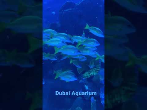 THE DEFINITION OF THINKING BIG..BURJ KHALIFA…city of lights..Dubai Aquarium and Under water zoo..