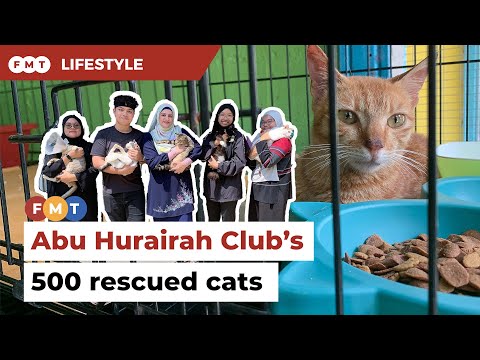 IIUM’s Abu Hurairah Club is changing lives by rescuing cats