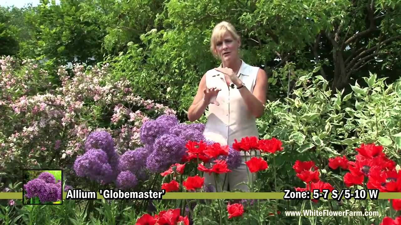 Allium 'Globemaster' from White Flower Farm    HowToBuySellHouse