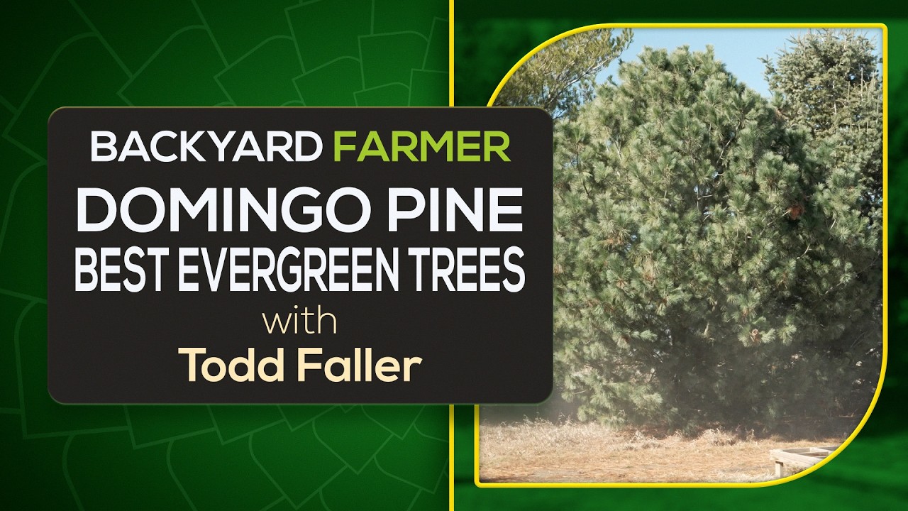 Domingo Pine Tree 🌲 | Drought-Tolerant 5-Needle Pine for Windbreaks