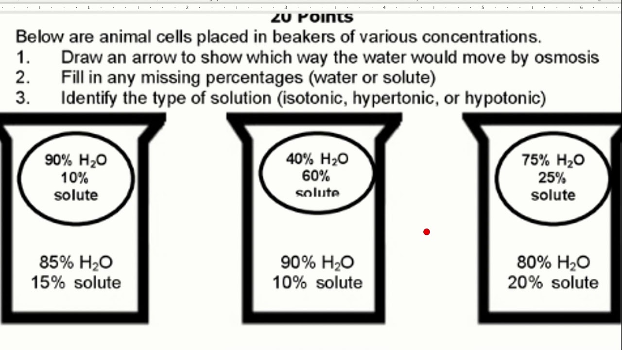 Osmosis Worksheet Example
