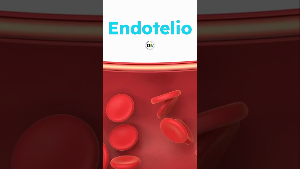 ENDOTHELIUM: Discover its Origin and Meaning.