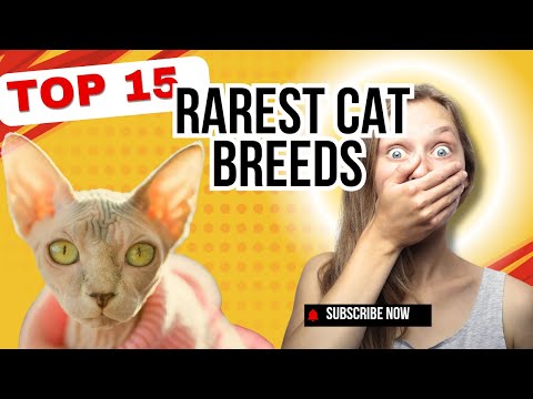 Top 15 Rare Cat Breeds for True Cat Lovers 🐱✨