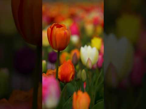 How to See the Tulip Fields in the Netherlands