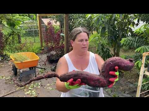 Sweet Potato Clean Up and Some Goat Fun