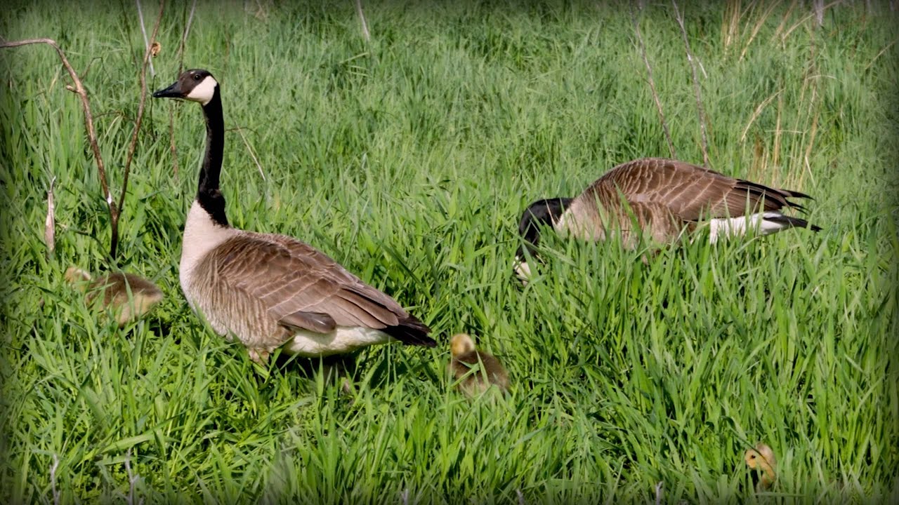 Canada Goose (Branta canadensis)