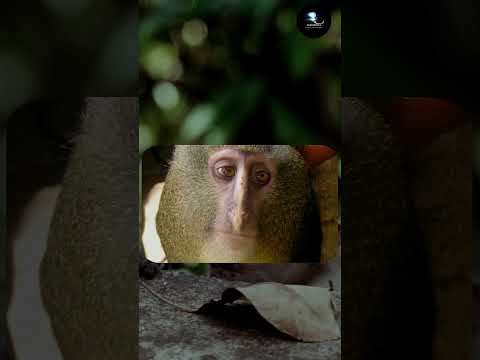 lesula monkey whose eye is resemble with human eyes