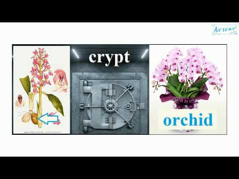 cryptorchidism