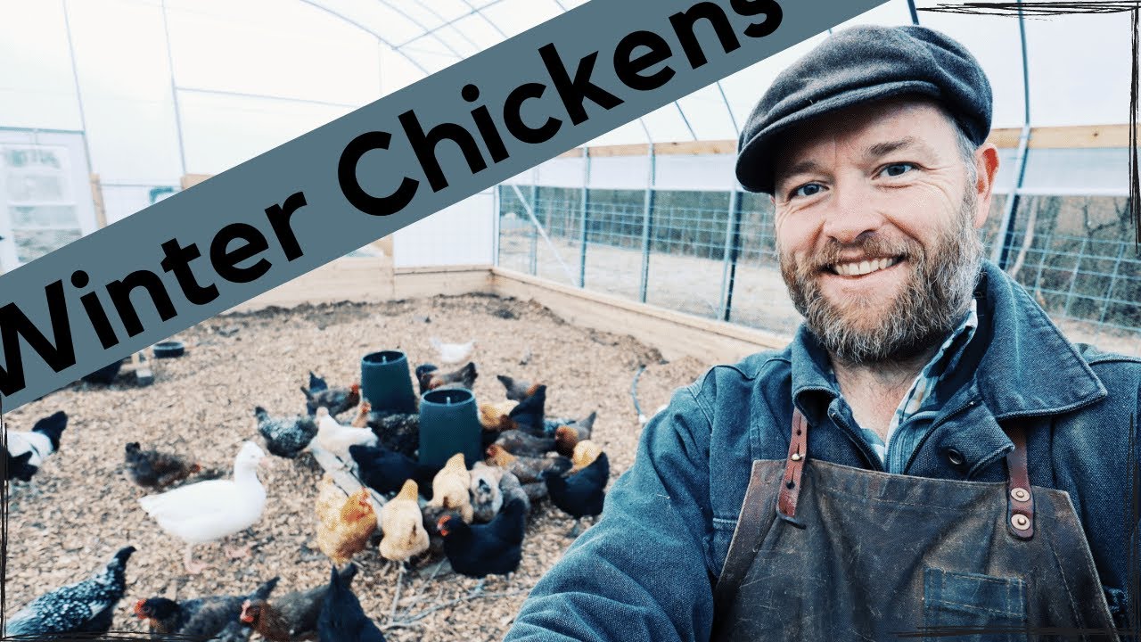 How to Raise Chickens in Winter (low maintenance)