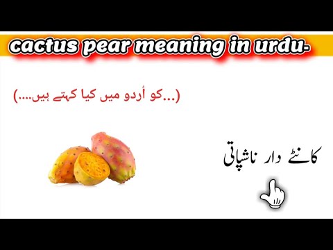 cactus pear meaning in urdu۔ cactus pear ko urdu mein kya kahte hai ۔ cactus pear ka urdu matlab kya
