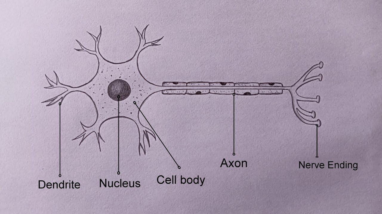 How to Draw Neuron Diagram Easily Class 10 / Structure of Neuron Drawing / Nervous System