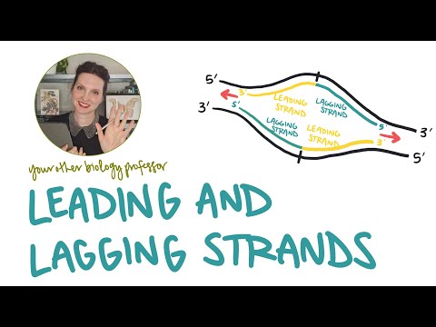 Leading and Lagging Strands - What's the Difference? Label Leading and Lagging Strands!