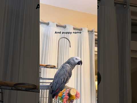 Giz say hi, names your puppy, drops the lords name in vain but then apologizes ๐
#talkingparrot