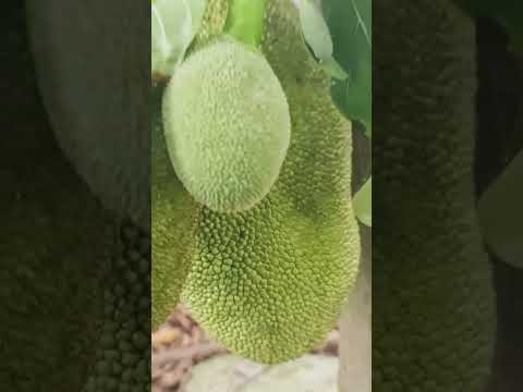Honey jackfruit starts to grow #jackfruit #fruit #jackfruit