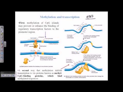 DNA methylation