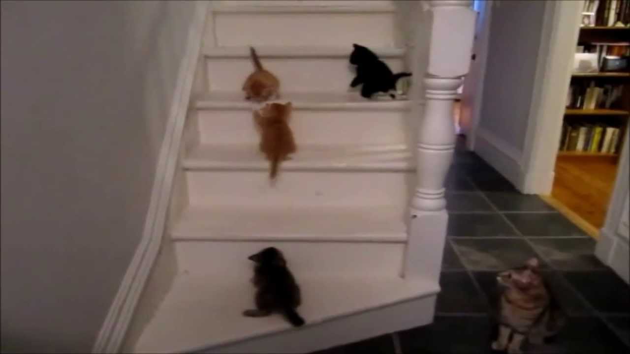 Cute Cats Falling down stairs