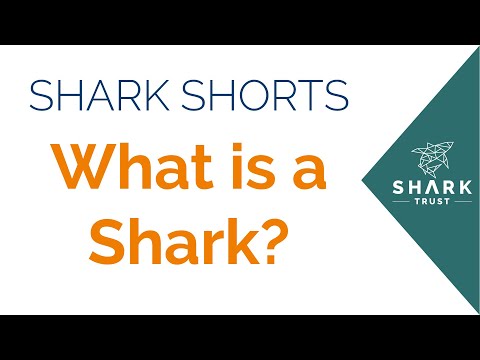 What is a Shark?
