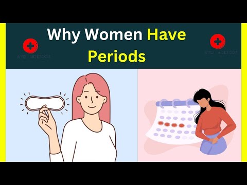Why Do Women Menstruate: Evolution Explained