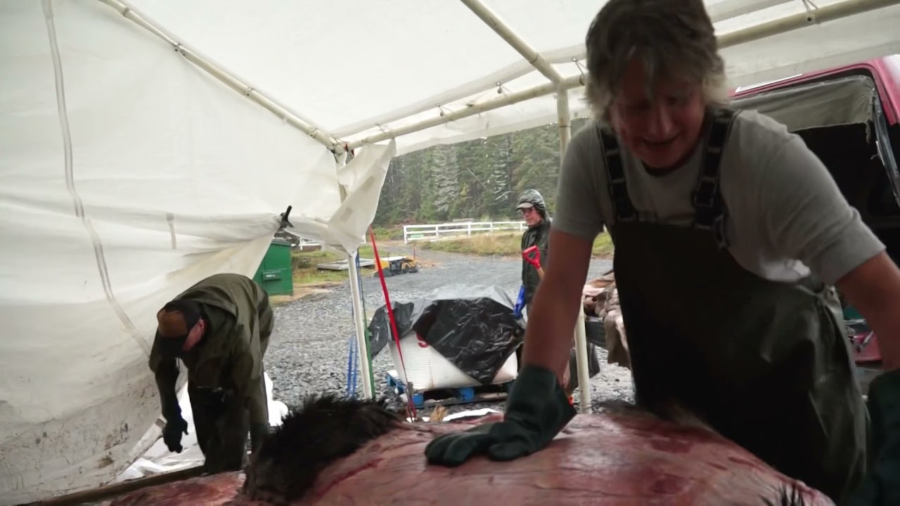 Salting moose hides!