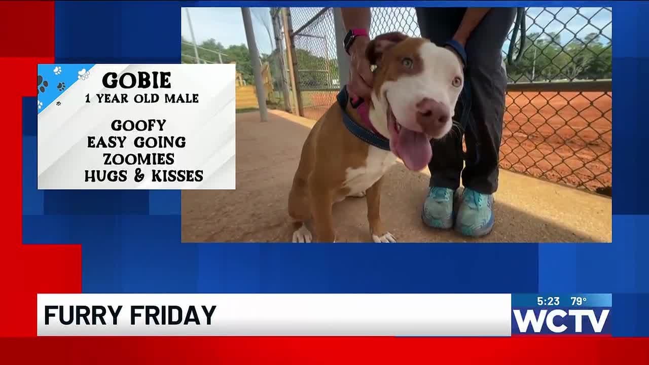 Furry Friday: Meet Gobie!