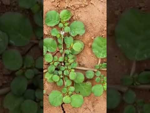 இப்படி ஒரு கீரைய பார்த்து இருக்கீங்களா?.. #shorts #punarnavaplant
