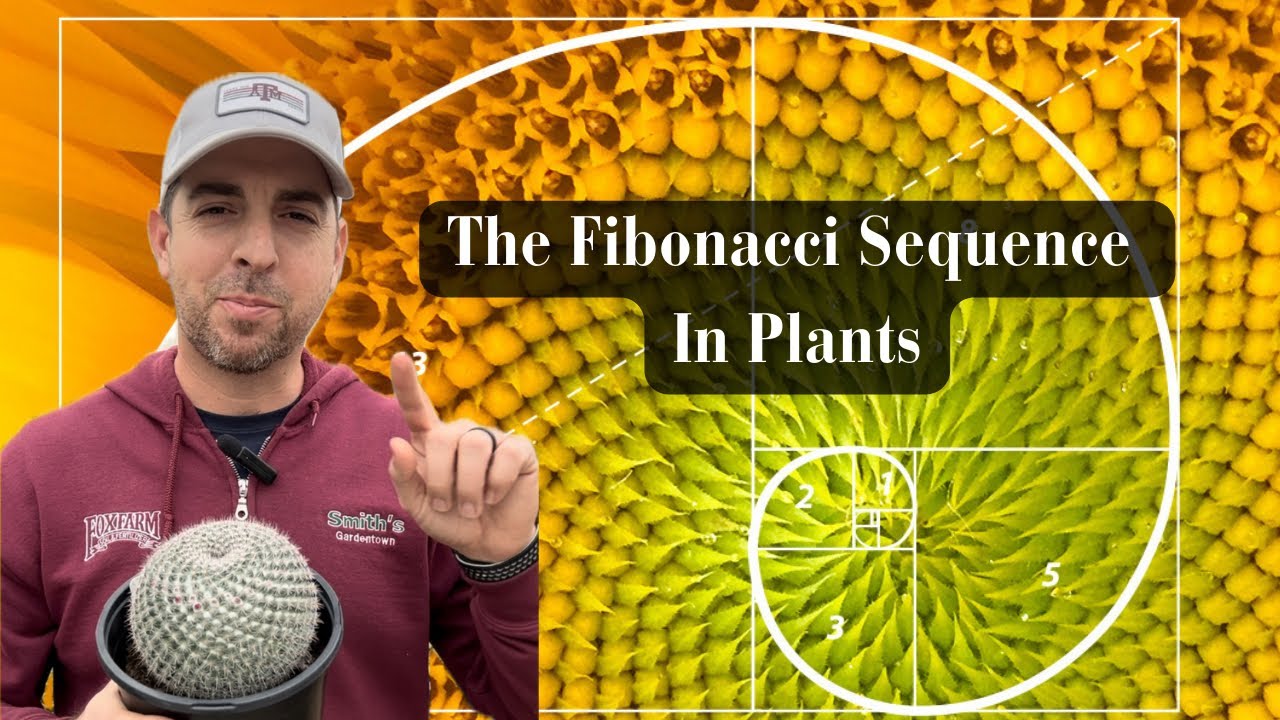 The Fibonacci Sequence In Plants