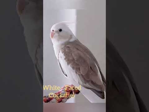 Top 10 Rare and beautiful cockatiels Mutation.