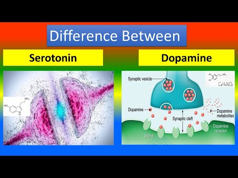 Difference Between Serotonin and Dopamine