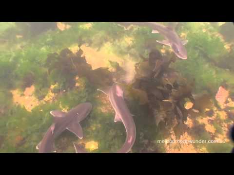 shark of the week: Gummy shark – save our blue planet