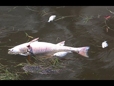 What is Red Tide?