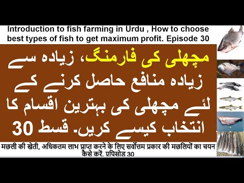 introduction to fish farming in urdu, how to choose best types of fish to get maximum profit.Epi 30