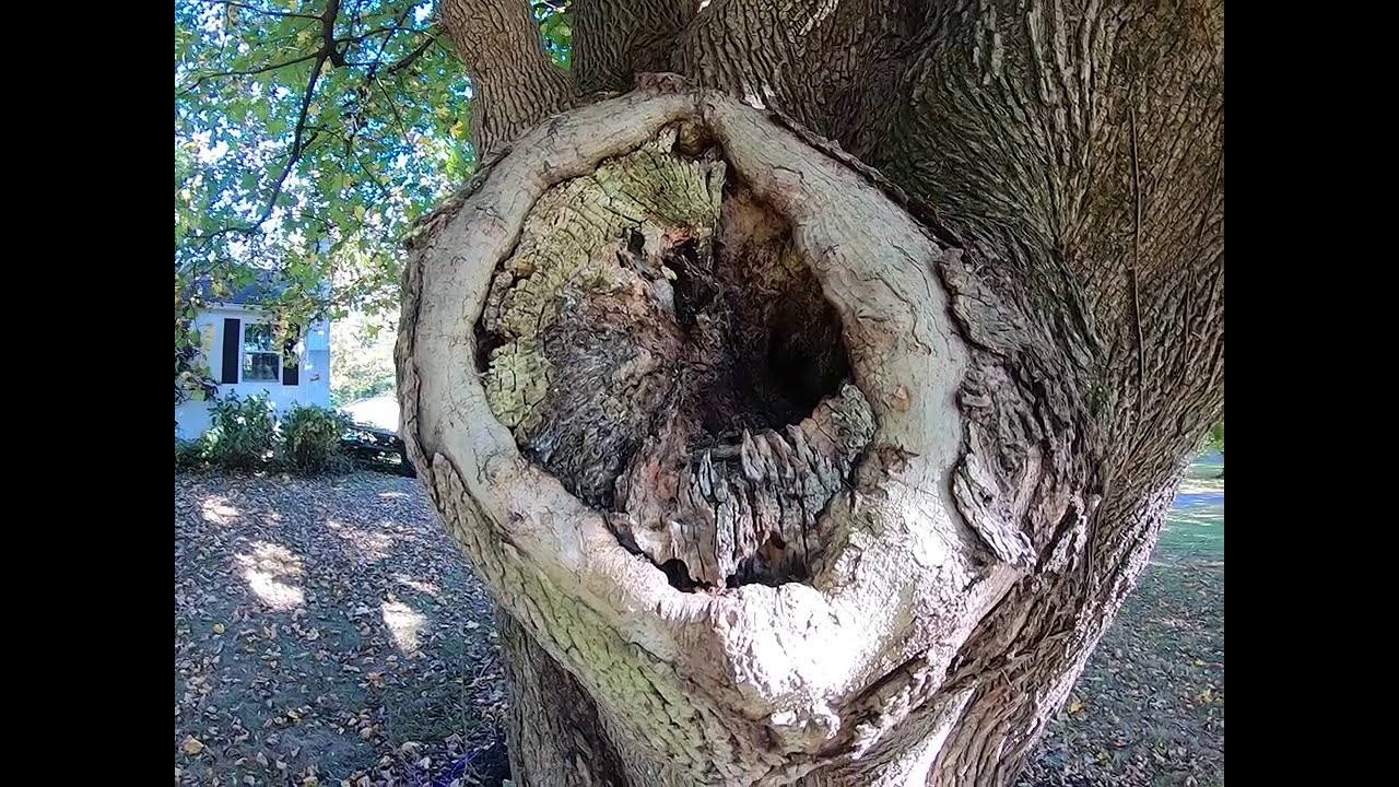 structural analysis Big Decayed Norway Maple
