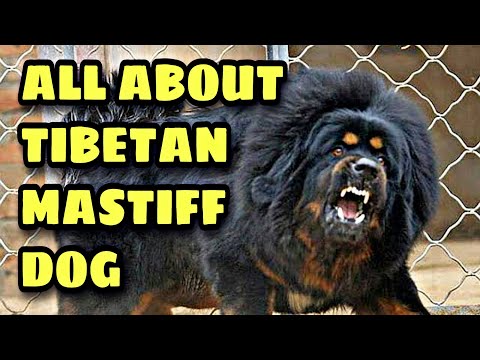 Tibetan mastiff dog breed information in Hindi / Urdu l All about Tibetan mastiff dog