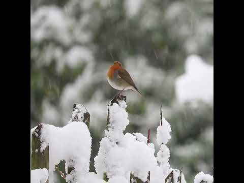 Winter Songbirds: The European Robin ❄ Songbirds healing sound ❄ Robin spiritual meaning