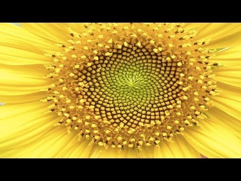 10 Beautiful Examples of Symmetry In Nature