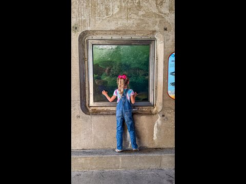 The Fall Salmon Run at the Feather River Fish Hatchery │ Oroville, California