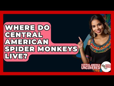 Where Do Central American Spider Monkeys Live? - Central America Uncovered