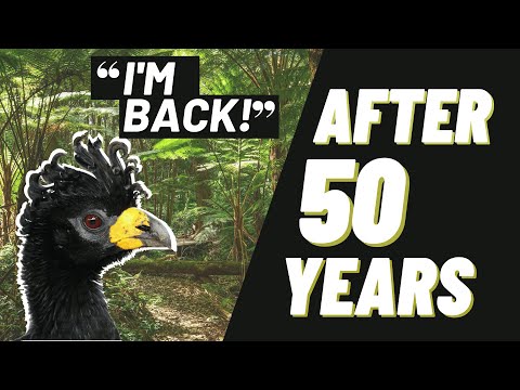 Forgotten Bird Returns to Forest in Argentina After 50 Years | Tremendous Conservation Work