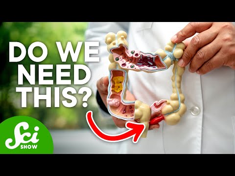 Why Your Appendix Actually Matters