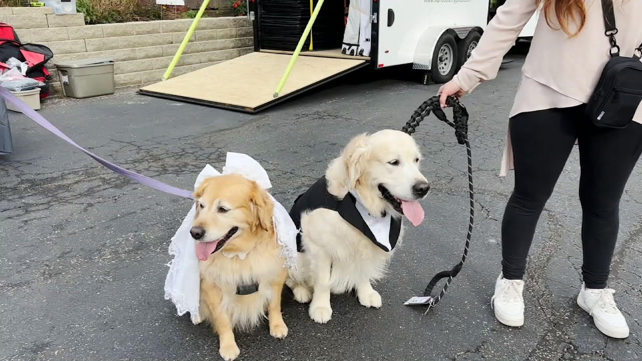 World Record attempt for largest dog wedding