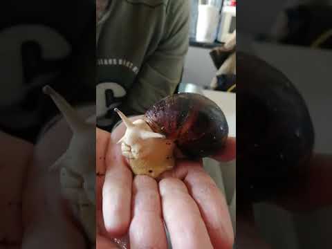 Archachatina marginata suturalis albino