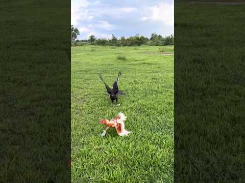 Two Hawk was trying hunt a big roaster for their food ๐ฆ
๐ฆ
๐#youtube #youtubeshorts #youtubevideo