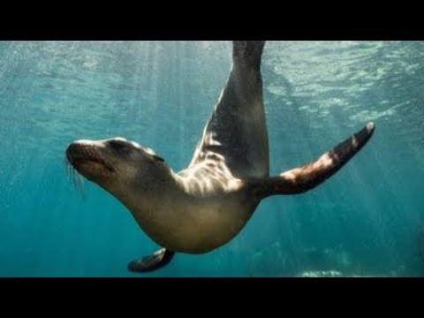 Marine Mammal Monday: What's a Marine Mammal Anyway?
