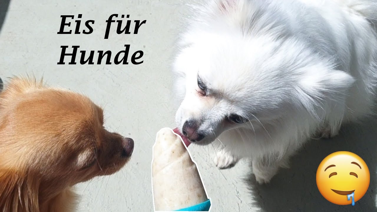 Hundeeis selber machen in 2 Minuten - das perfekte Leckerli für Hunde im Sommer