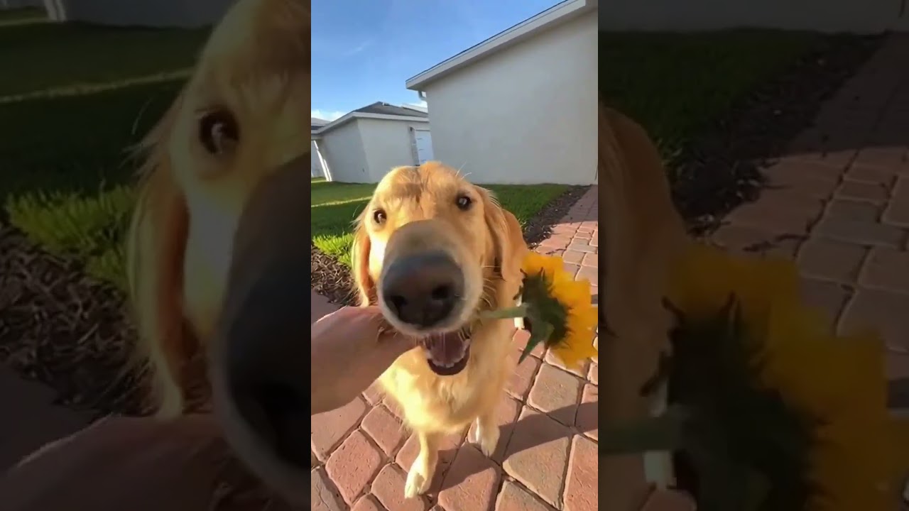 HE HAS A GIFT FOR YOU !!?