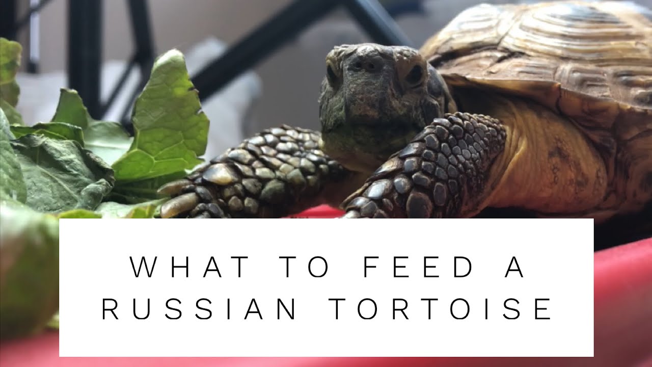 How To: Feed Russian Tortoises