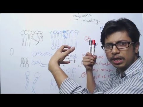 Cell Membrane Fluidity | Role of cholesterol