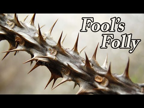 Proverbs 25-26 KJV - Fool's Folly - Bible in a Year Ep 206/365