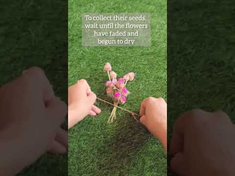Harvesting gomphrena / globe amaranth seeds#youtubeshorts #gardening
