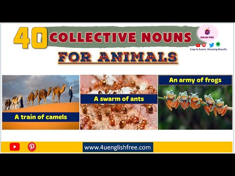 [9] ENGLISH NOUNS | Collective Nouns for ANIMALS (with examples)